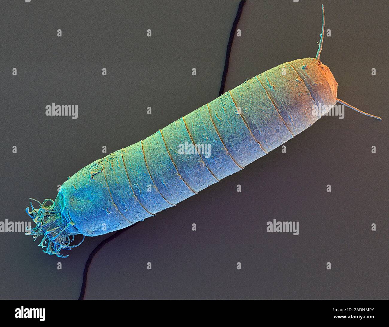 Kinorhynch worm. Coloured scanning electron micrograph (SEM) of an ...