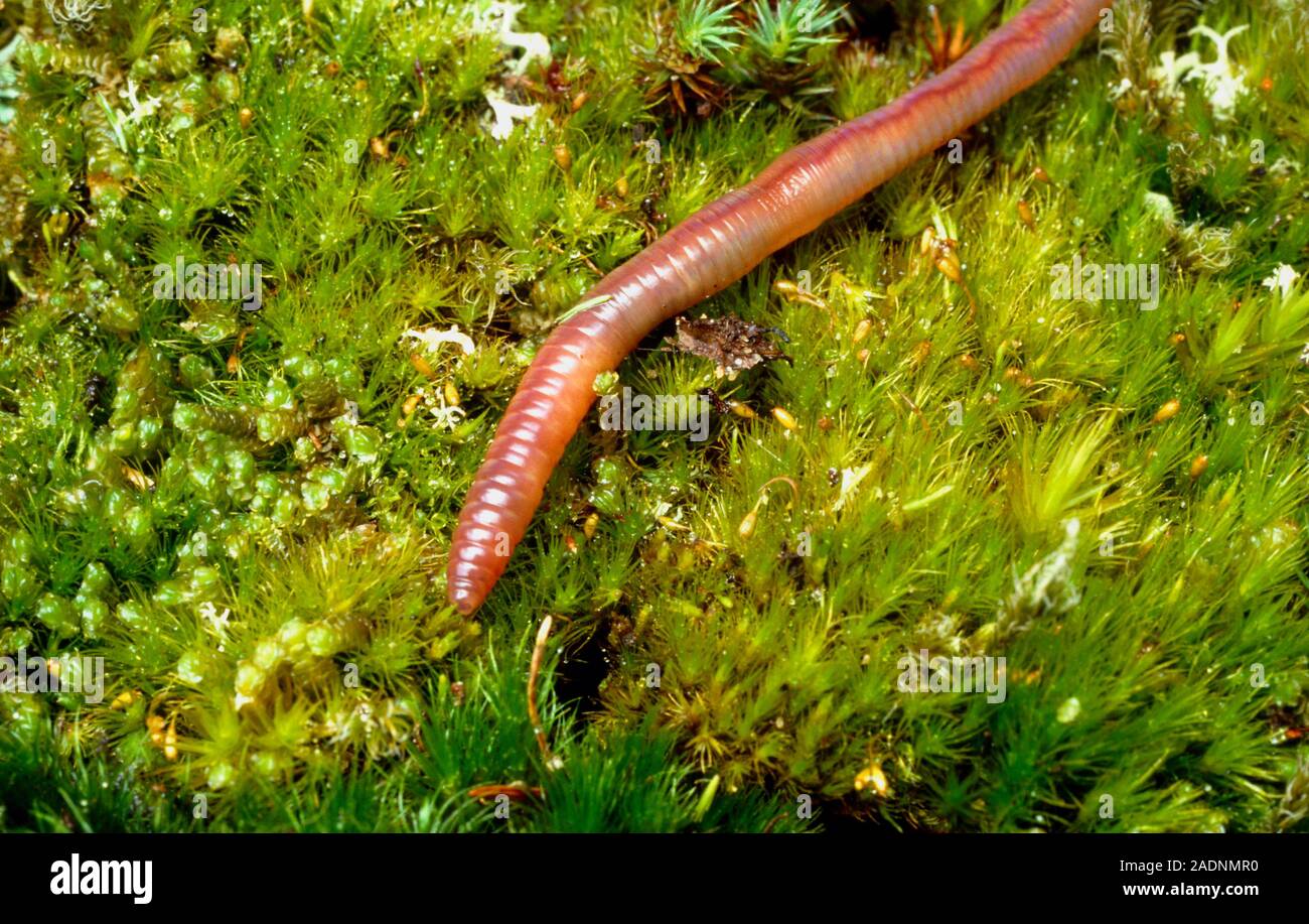 Earthworm Family Name _ Earthworm Slang Names – YPDJH