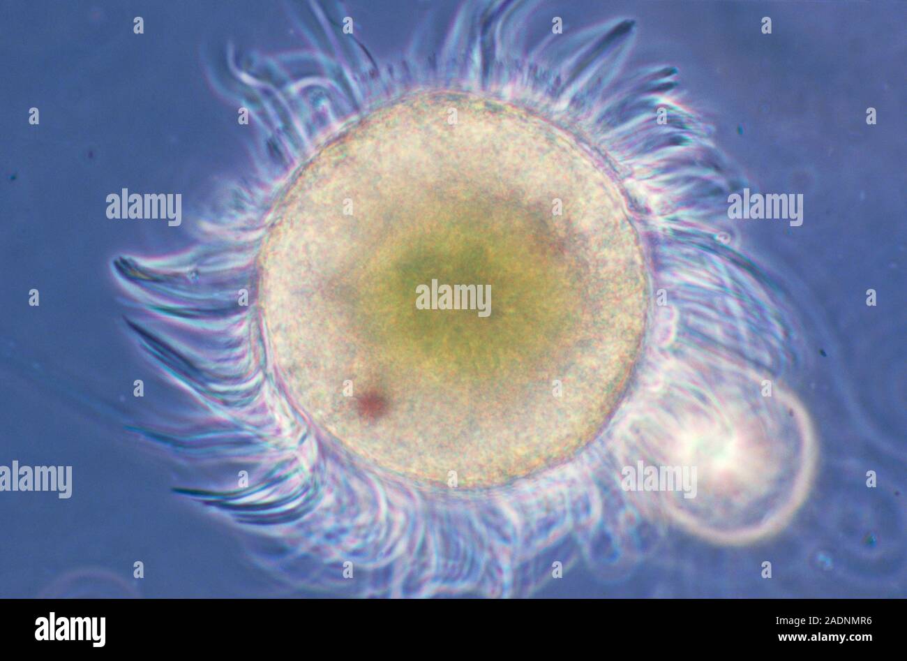 Light micrograph of the planktonic larva of the bristle worm, Eulalia ...