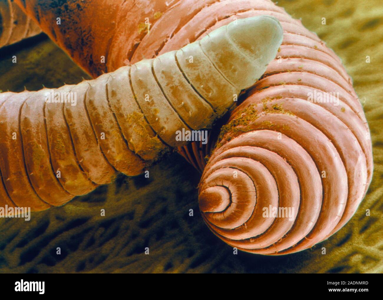 Common earthworm. Coloured scanning electron micrograph (SEM) of the ...