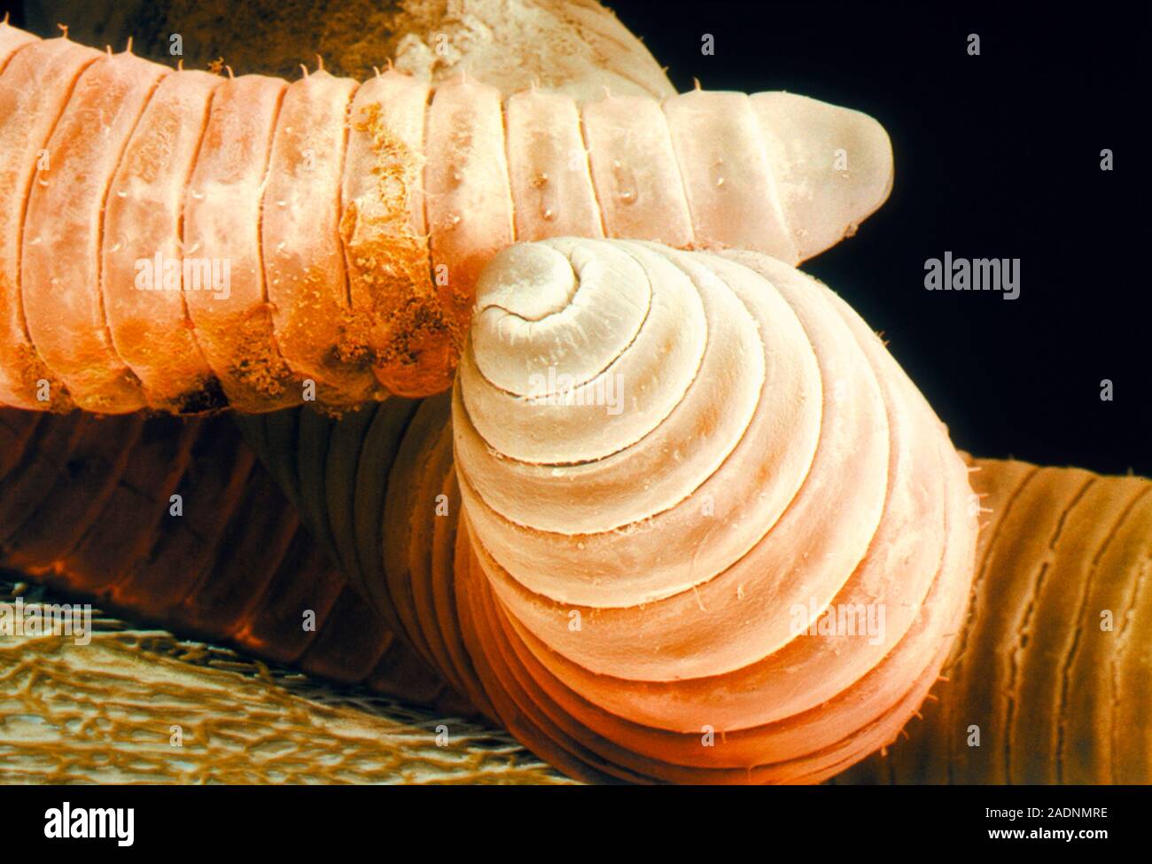 Common earthworm. Coloured scanning electron micrograph (SEM) of the ...