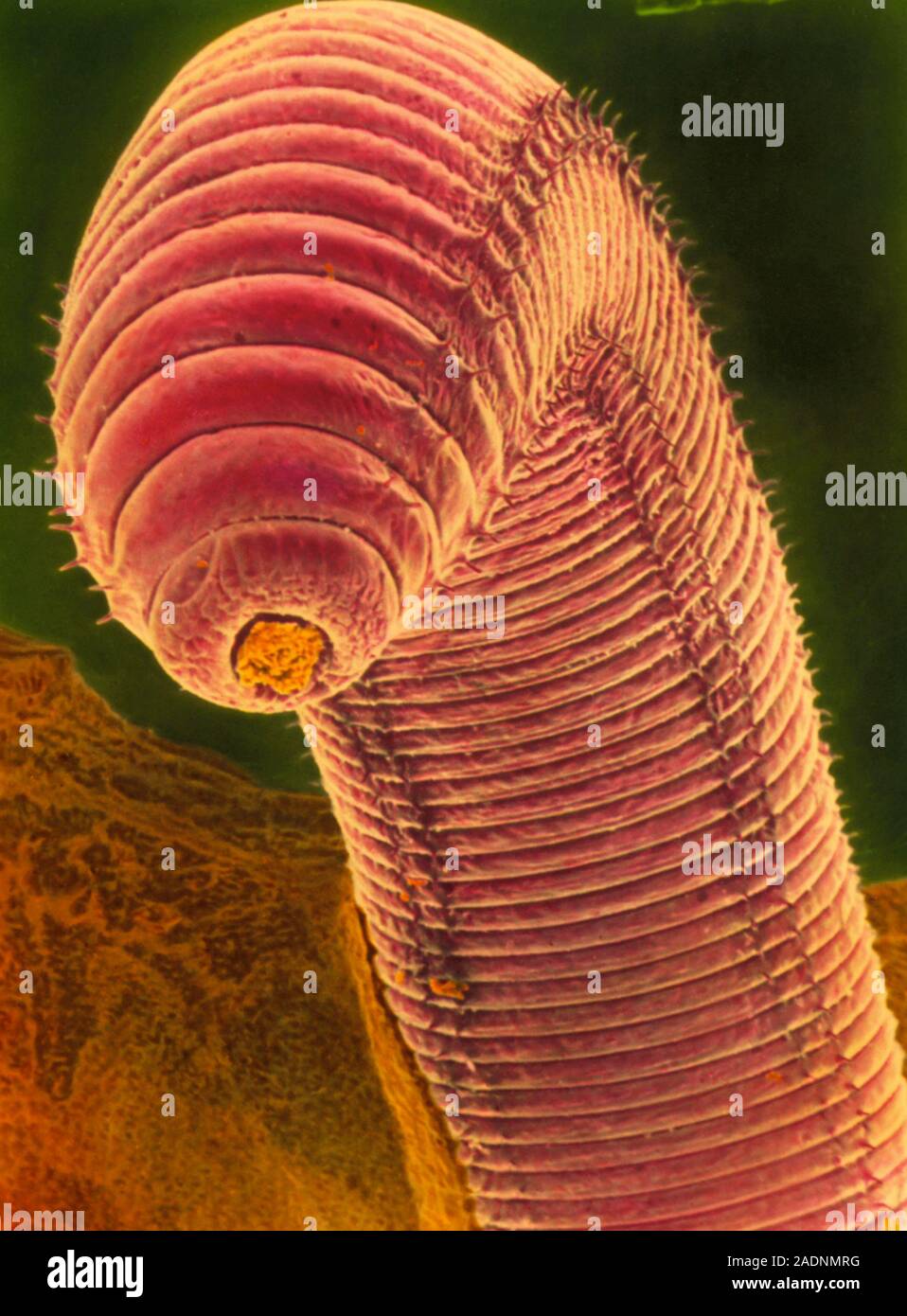 Common earthworm. Coloured scanning electron micrograph (SEM) of the ...