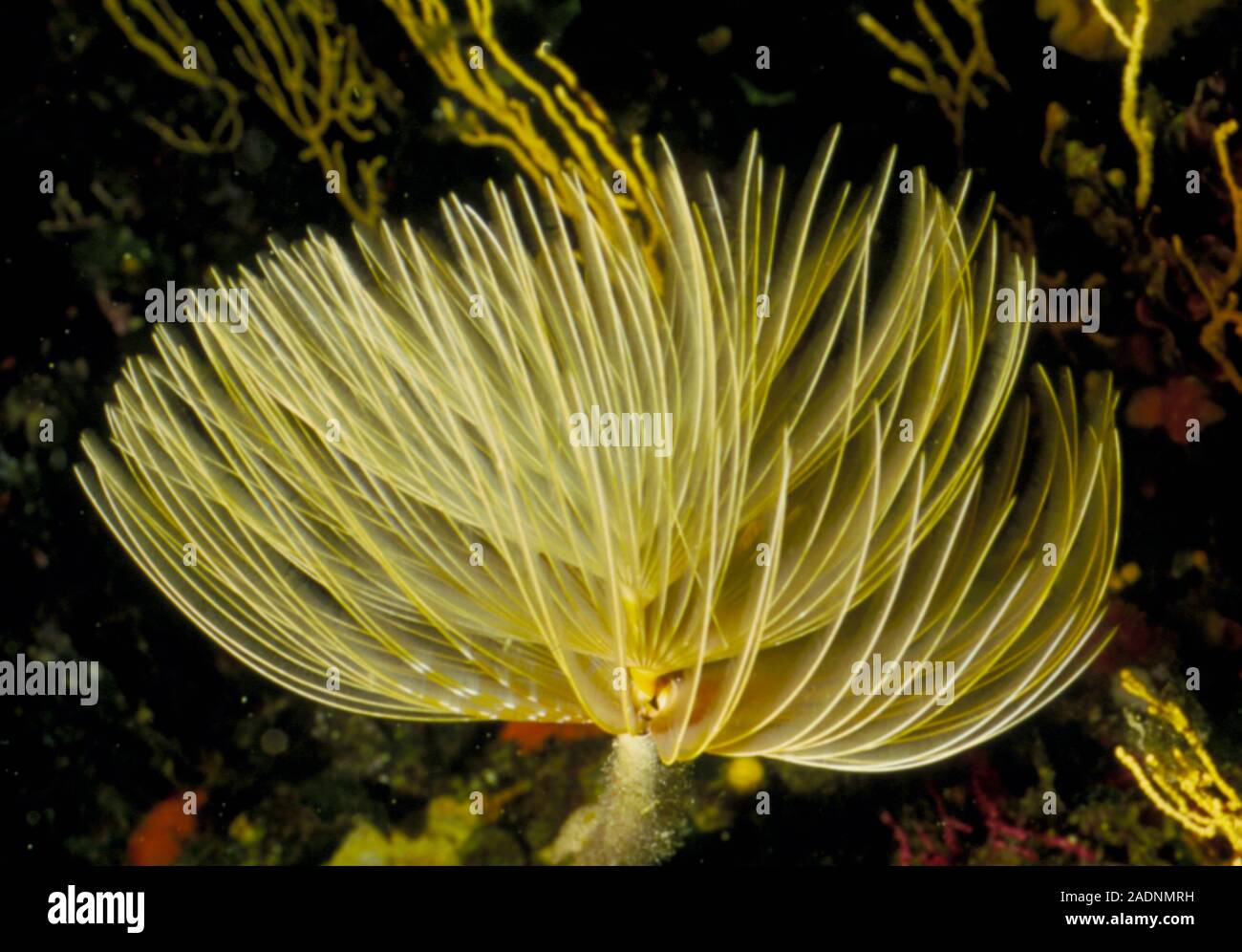 Tube worm. View of a tube worm (phylum Annelida) with its tentacles ...