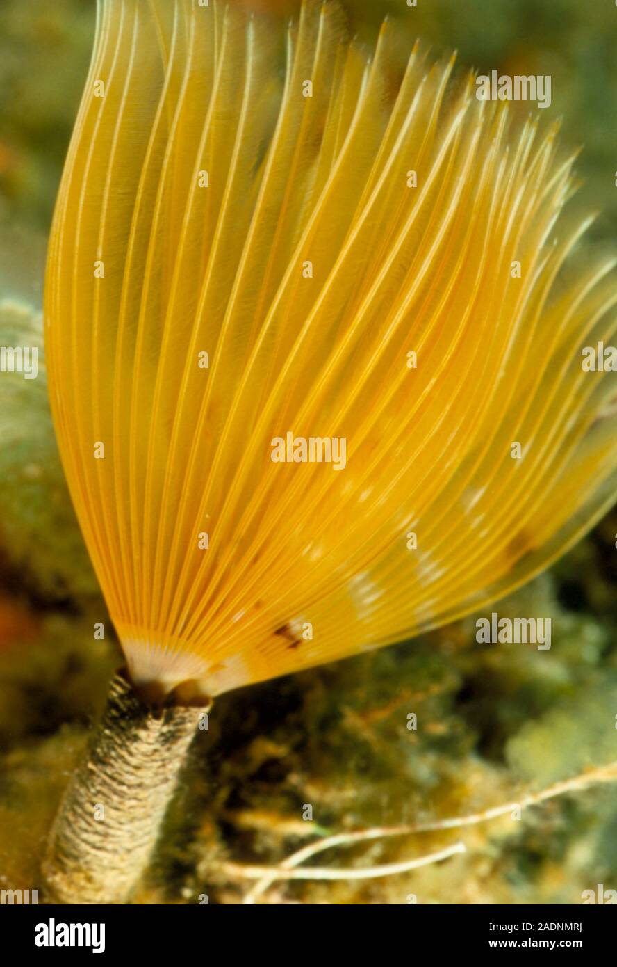 Tube worm. View of a tube worm (phylum Annelida) with its tentacles ...