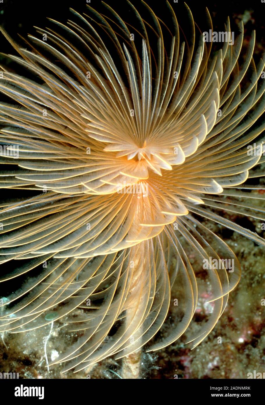 Tube worm. View of a tube worm (phylum Annelida) with its tentacles ...
