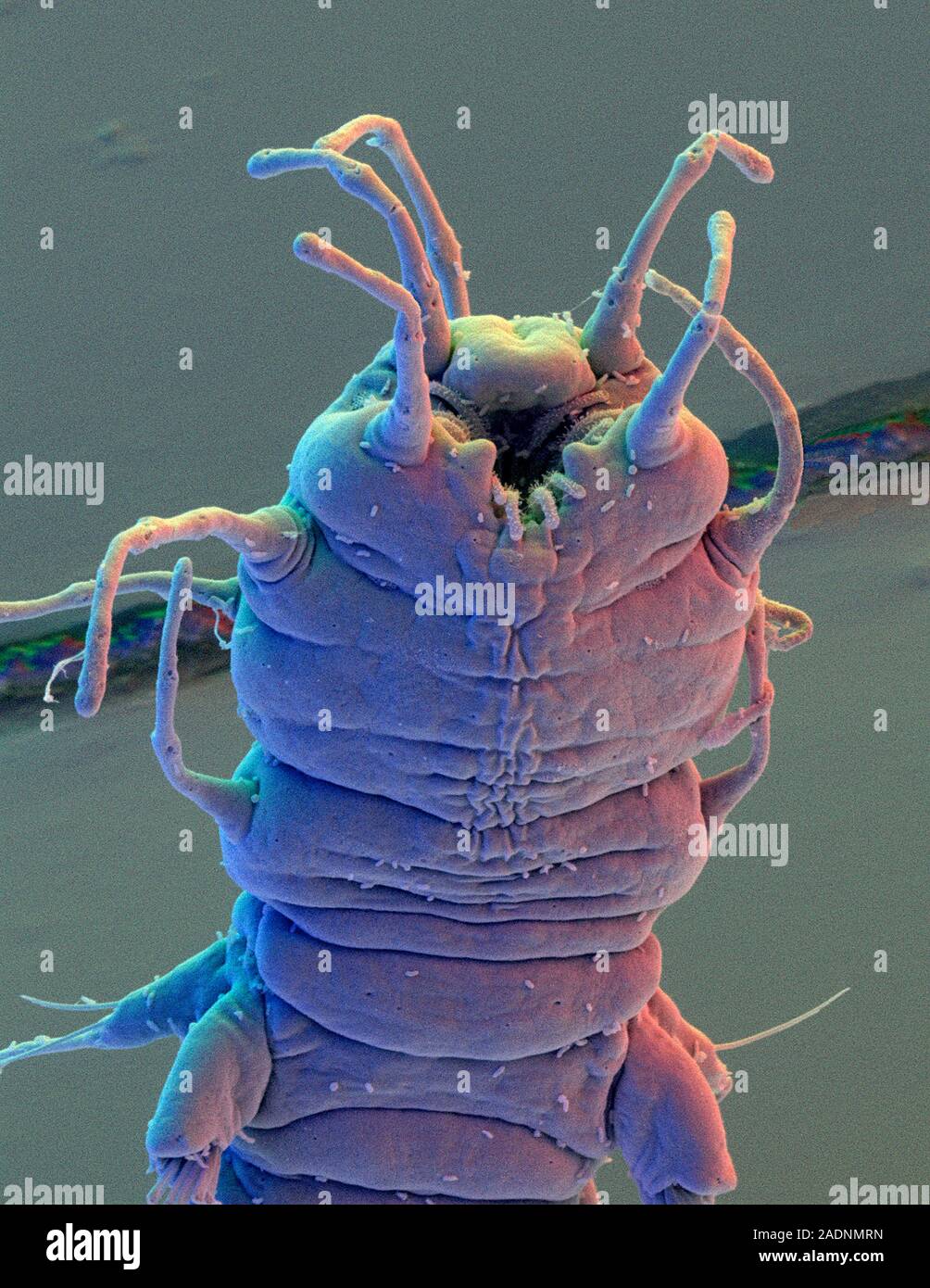 Polychaete worm. Coloured scanning electron micrograph (SEM) of a ...
