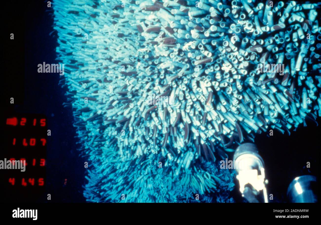 Deep sea tube worms. Giant tube worms on an underwater pillar of cooled ...