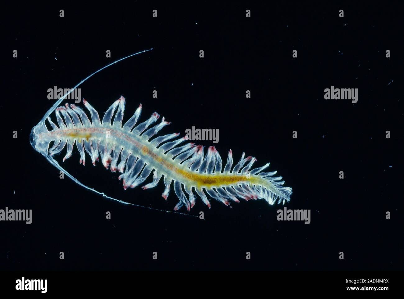 Marine Segmented Worms