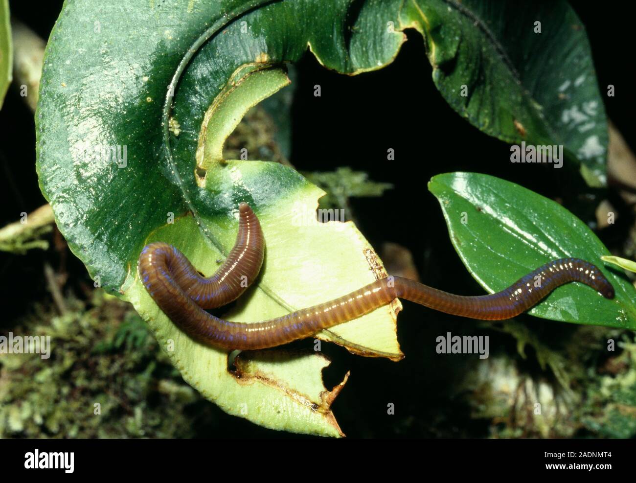 Earthworm on vegetation. This unusual earthworm climbs into bushes at ...