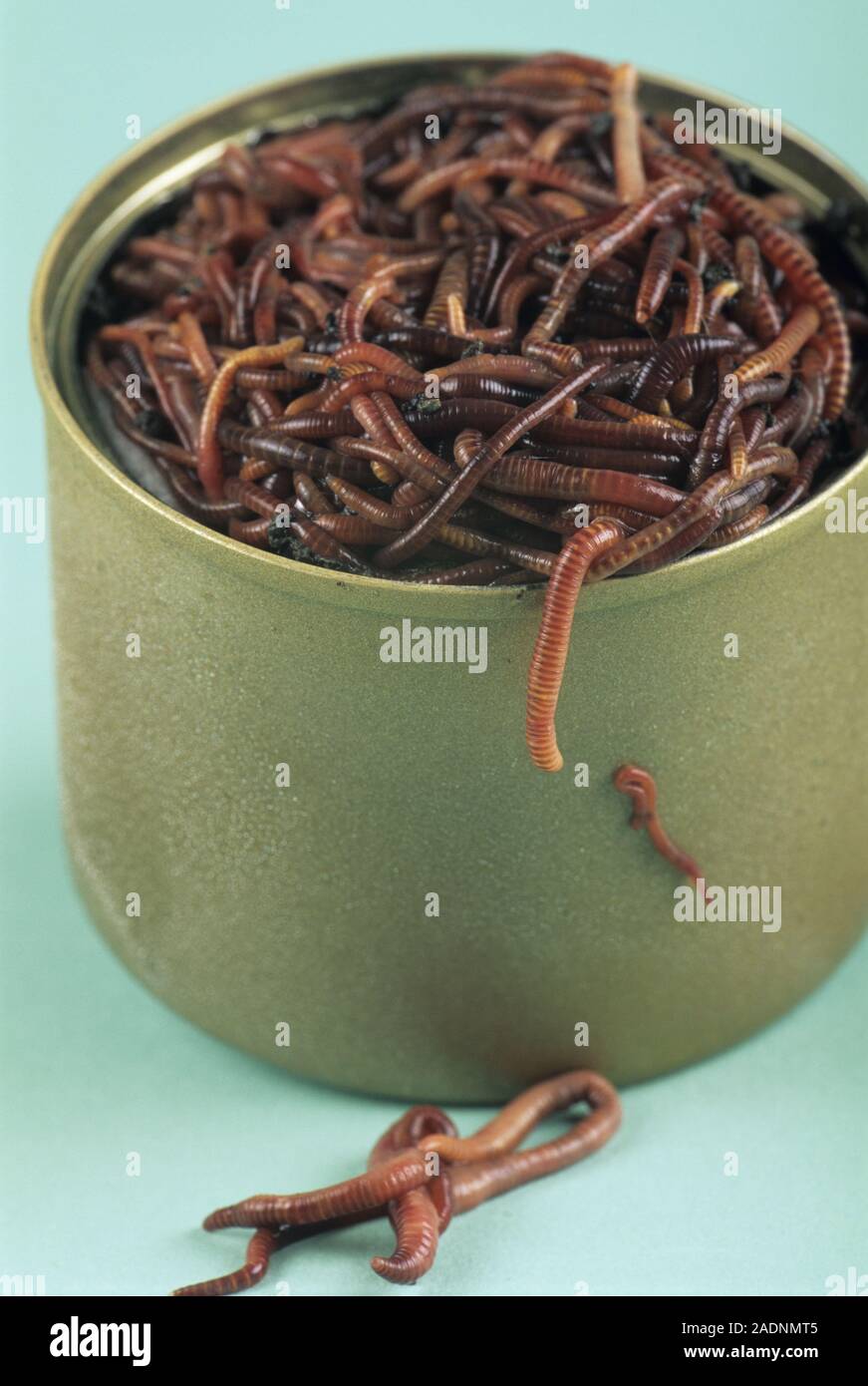 Can of worms Stock Photo - Alamy