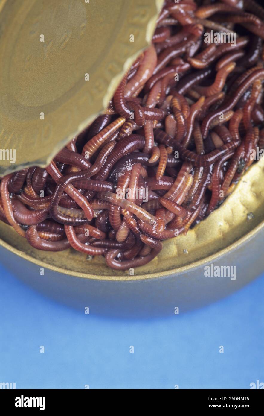 Can of worms Stock Photo - Alamy