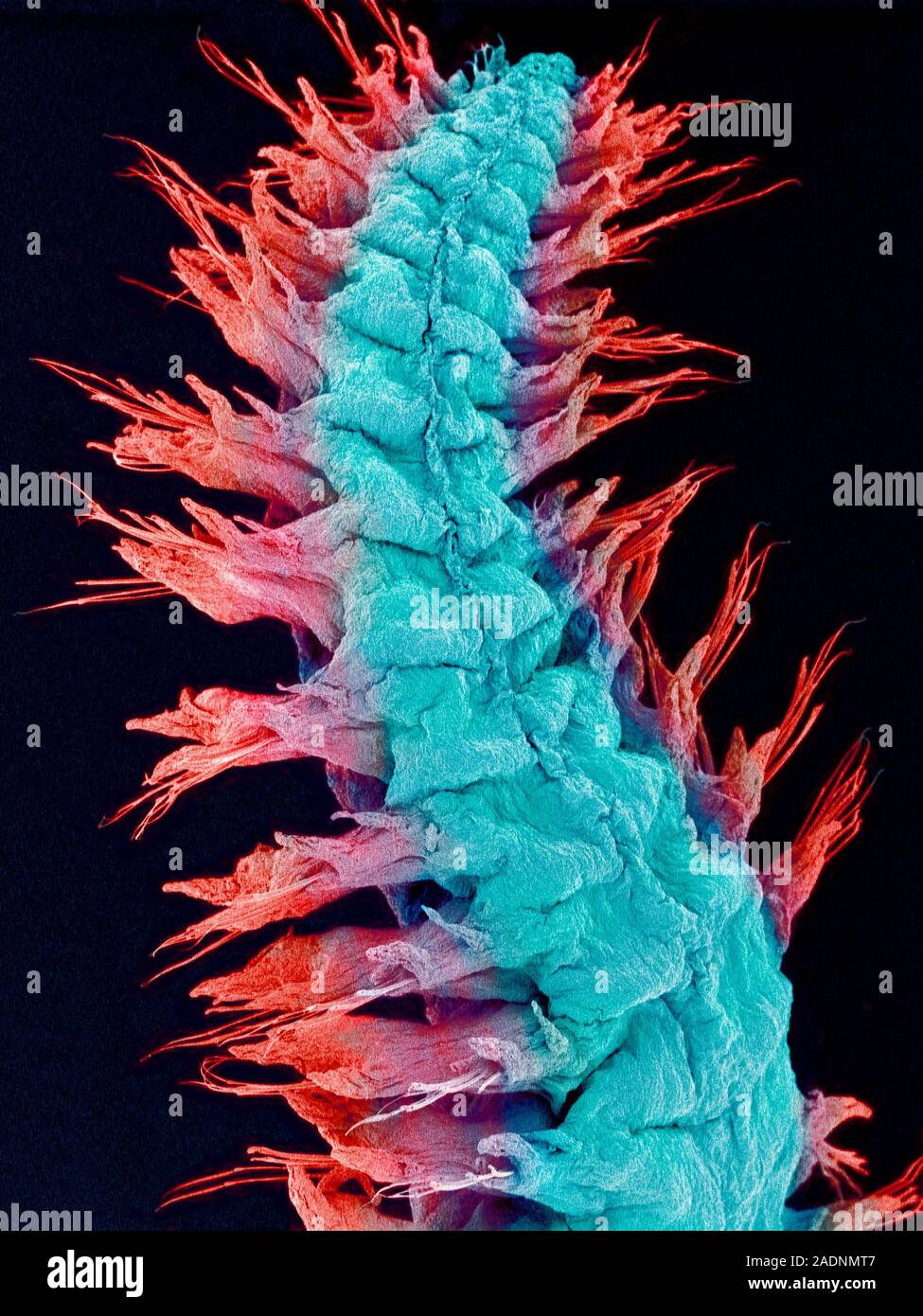 Fireworm. Coloured scanning electron micrograph (SEM) of a fireworm ...
