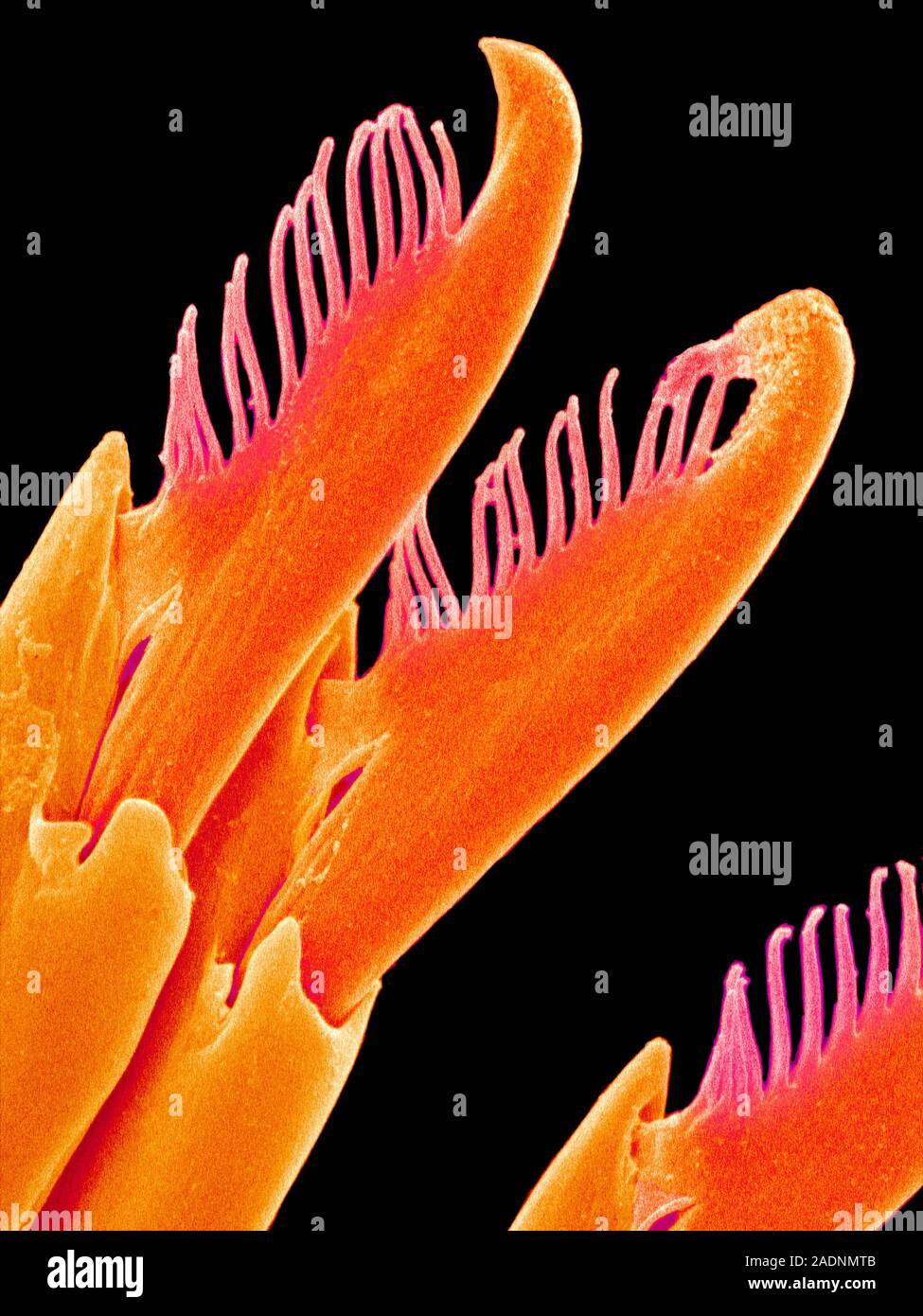 Fireworm bristles. Coloured scanning electron micrograph (SEM) of a ...