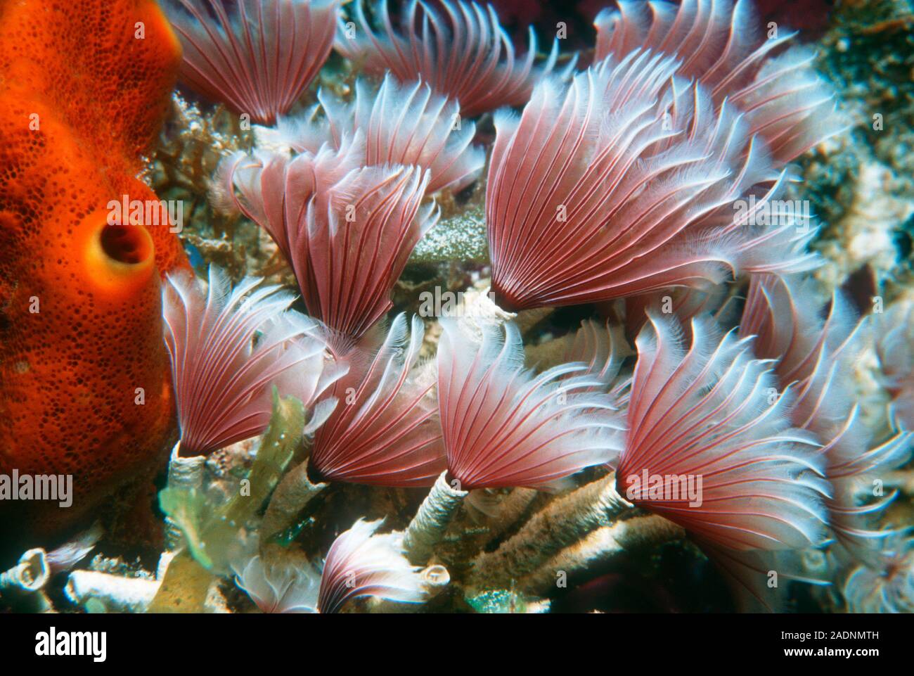 Social feather duster worms (Bispira brunnea). This polychaete worm ...