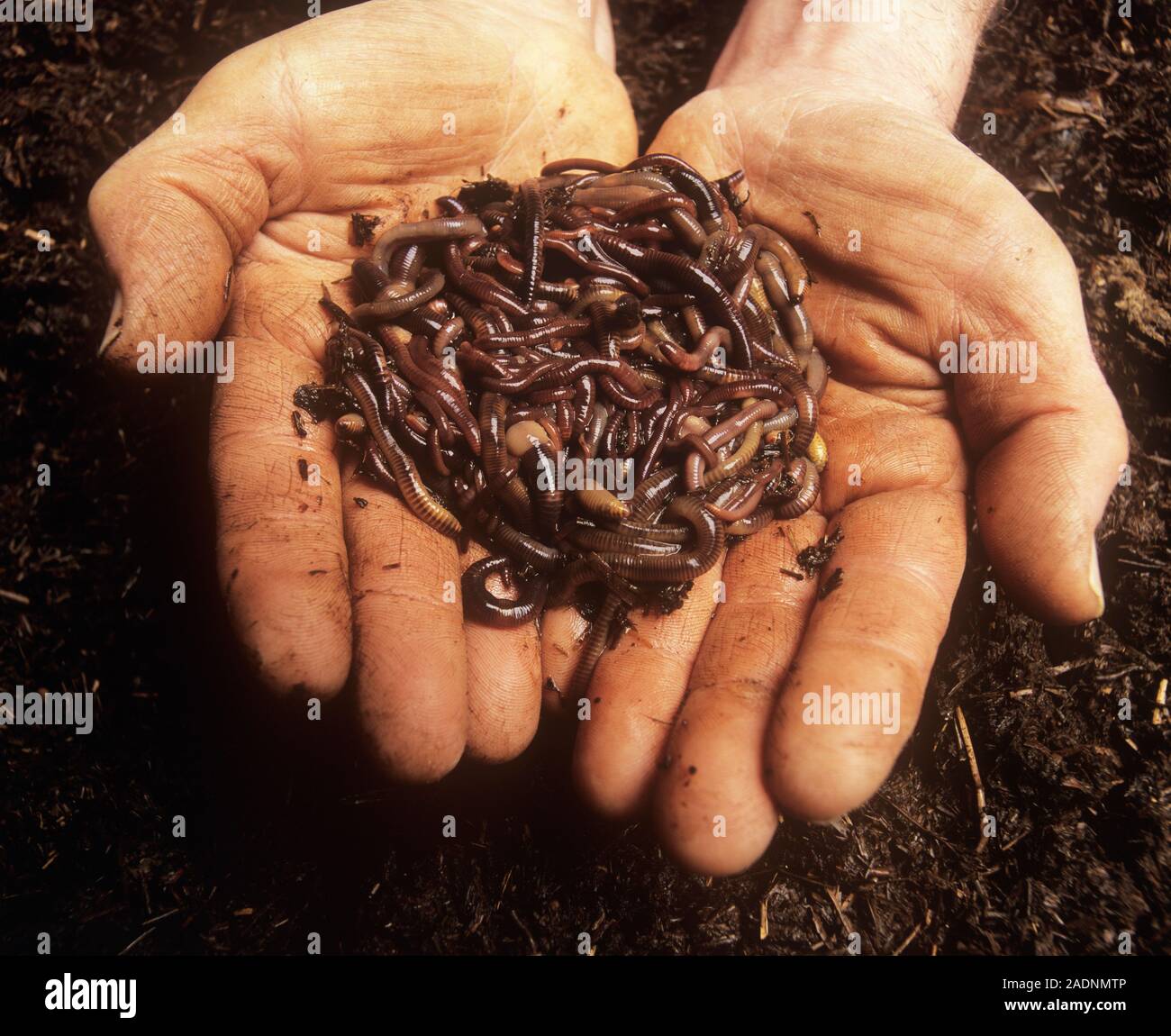 Earthworms (Lumbricus sp.). Worms held in cupped hands Stock Photo - Alamy