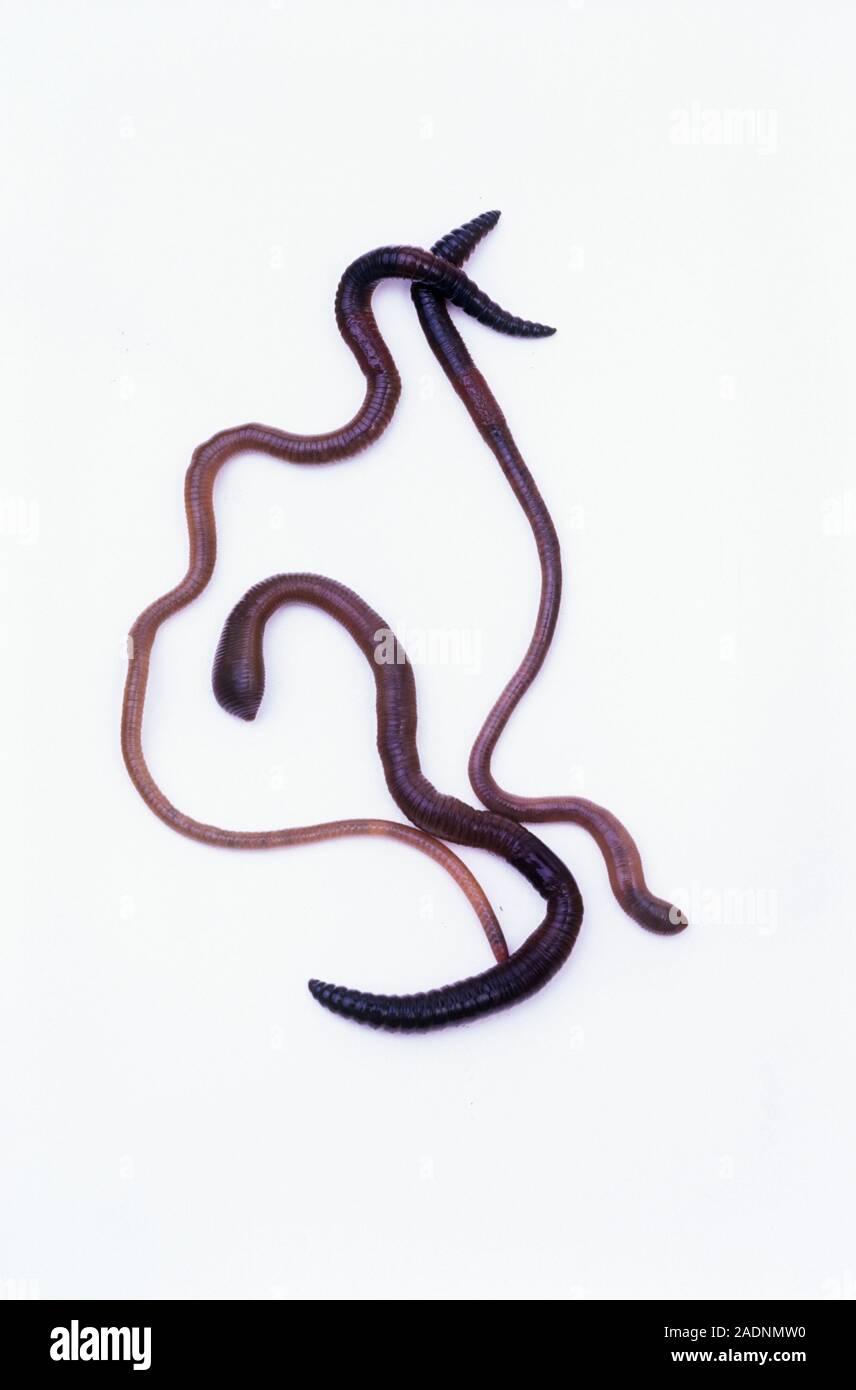 Earthworms (Lumbricus sp.). These are annelid worms that inhabit soil ...