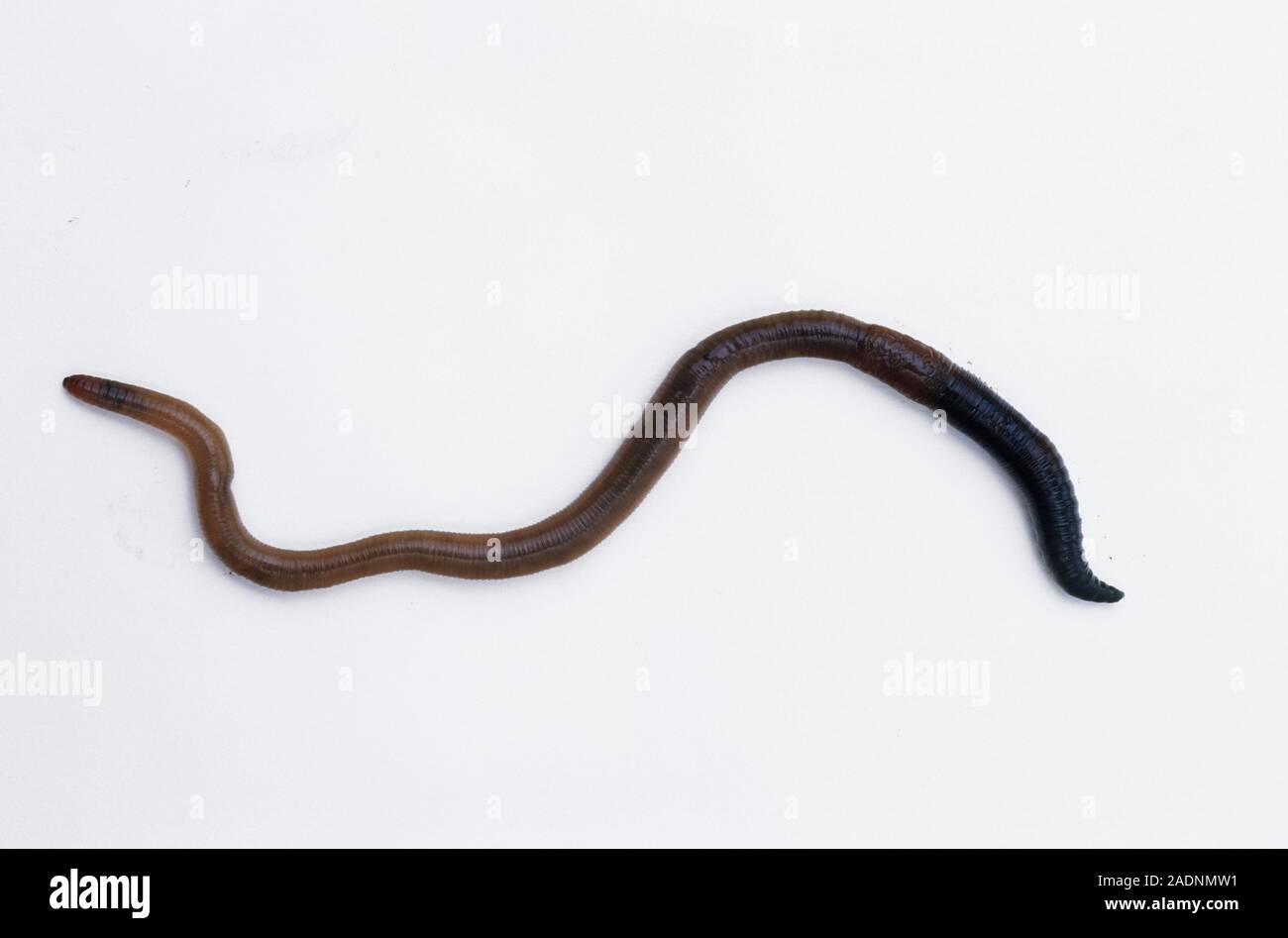 Earthworm (Lumbricus sp.). This is an annelid worm that inhabits soil ...
