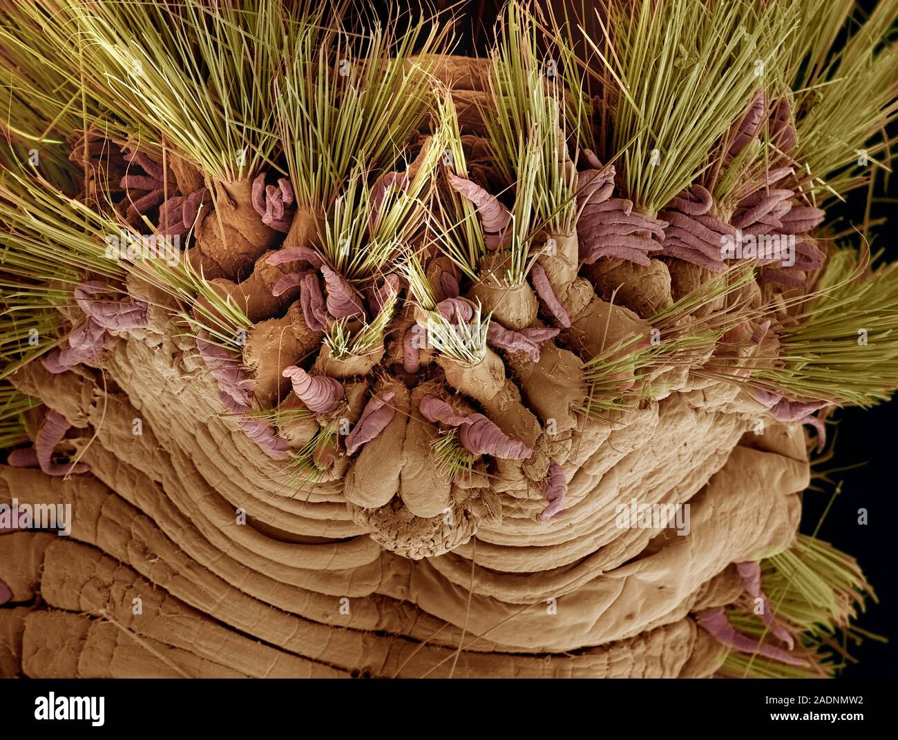 Bristle worm head, coloured scanning electron micrograph (SEM). Bristle ...