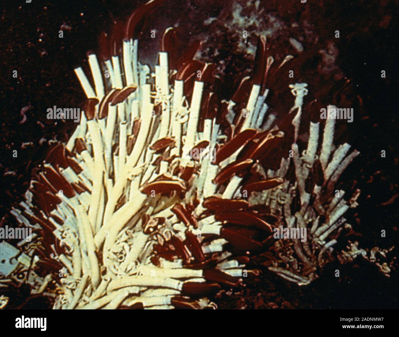 Giant tube worms (Riftia pachyptila) anchored on the seabed by a ...