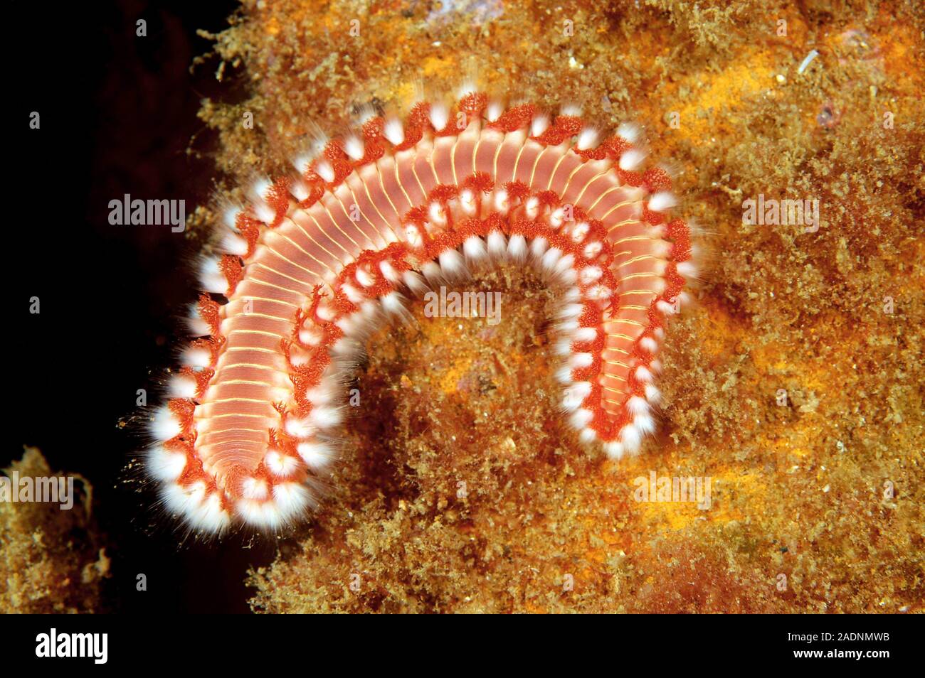 Bearded fireworm (Hermodice carunculata) on soft coral. This is a ...