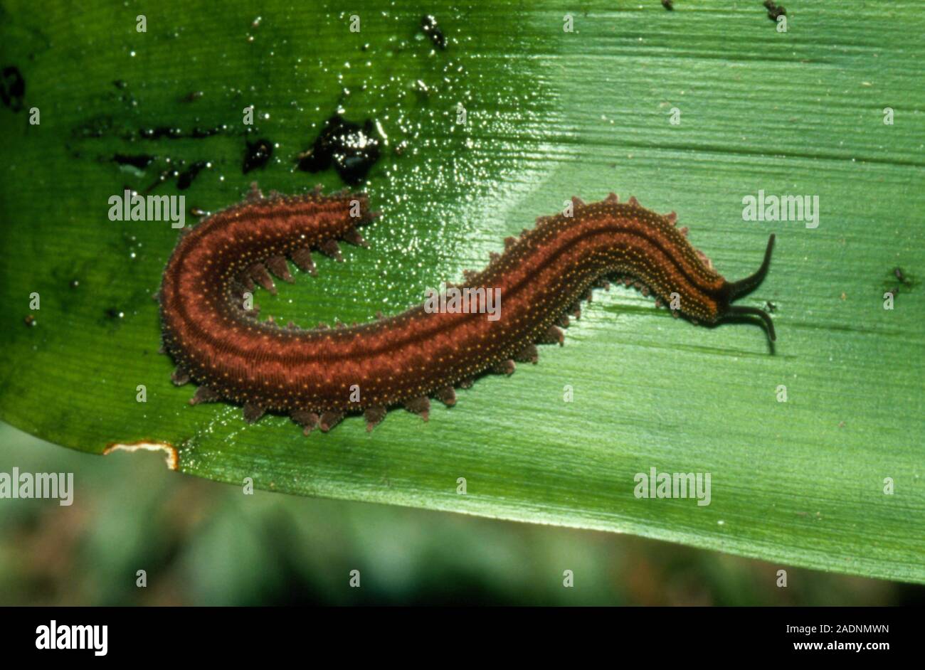 Epiperipatus edwardsii, a peripatus or velvet worm which inhabits humid ...