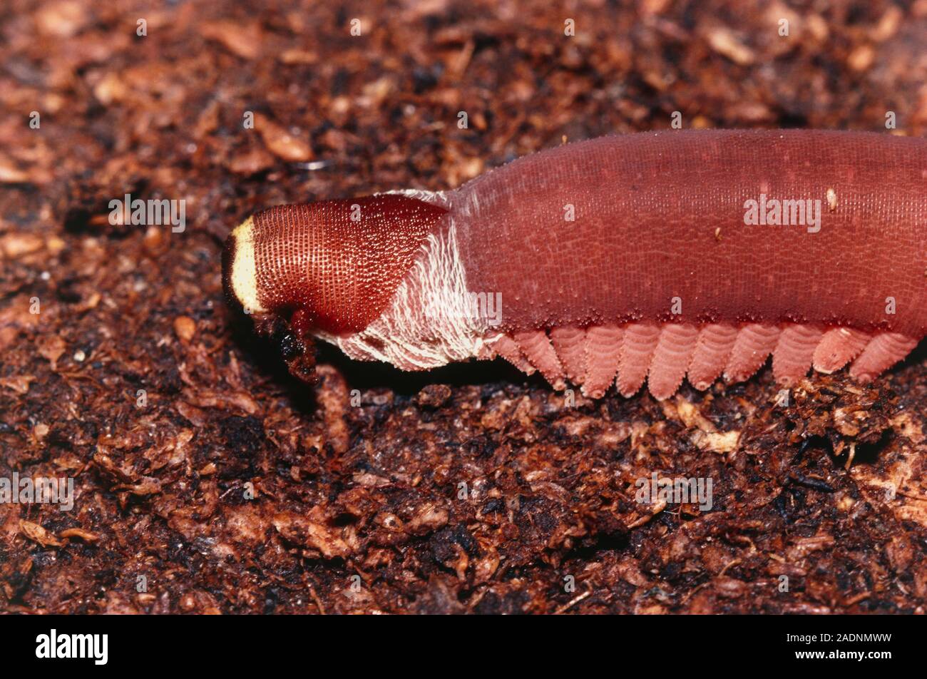 Macroperipatus torquatus, a peripatus or velvet worm which is an ...