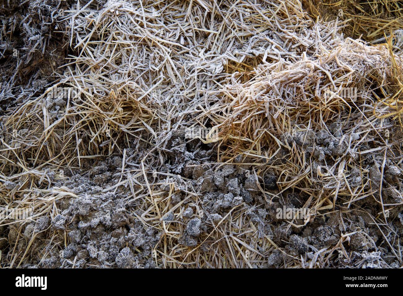 Pile of rotting horse manure at a stables, which will be used to spread ...