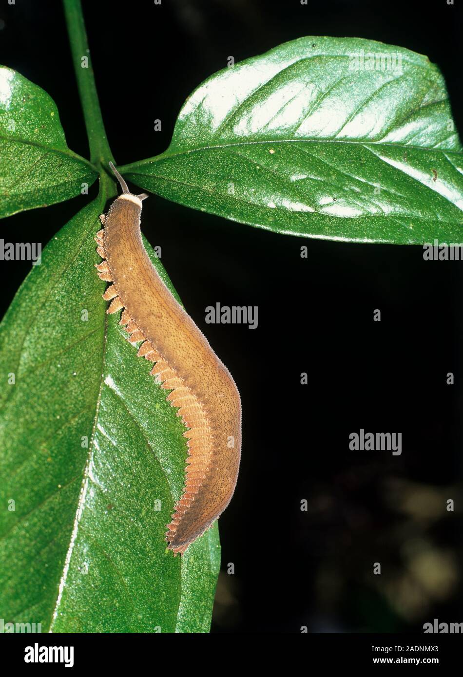 Peripatus, or velvet worm (Oroperipatus sp.) on a leaf. This animal has ...