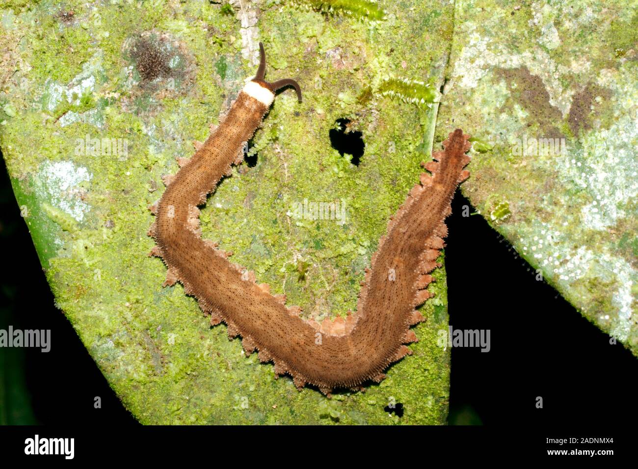 Peripatus on a leaf (phylum Onychophora). The peripatus, or velvet worm ...