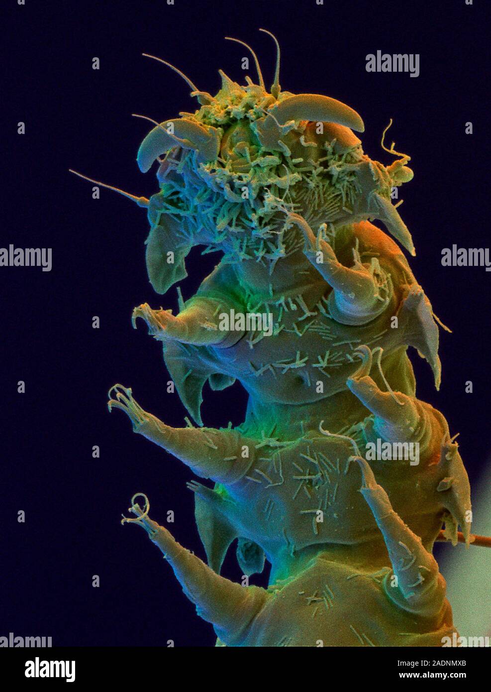 Tardigrade. Scanning electron micrograph (SEM) of Stygarctus sp., a ...