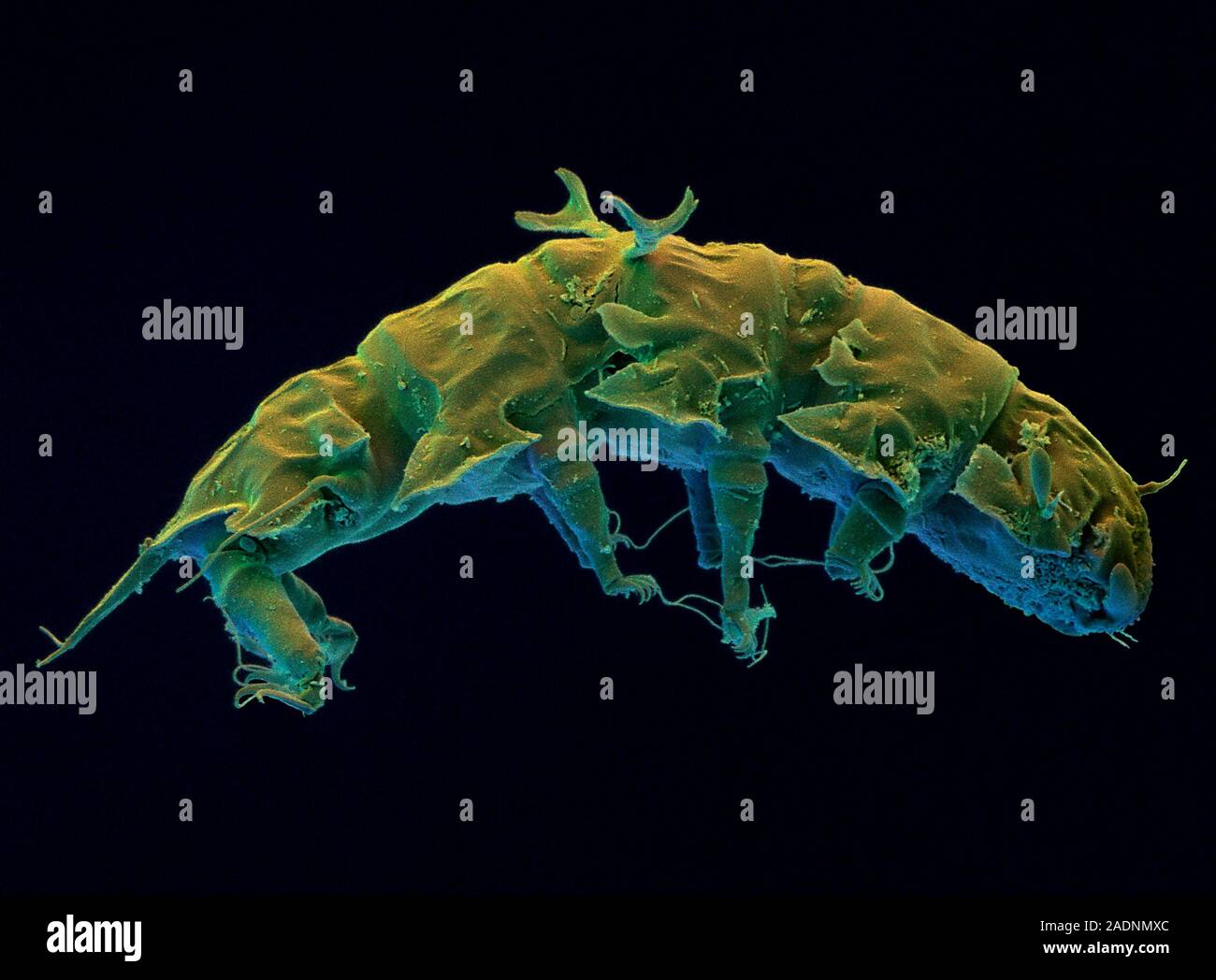 Marine tardigrade. Coloured Scanning Electron Micrograph (SEM) of a ...