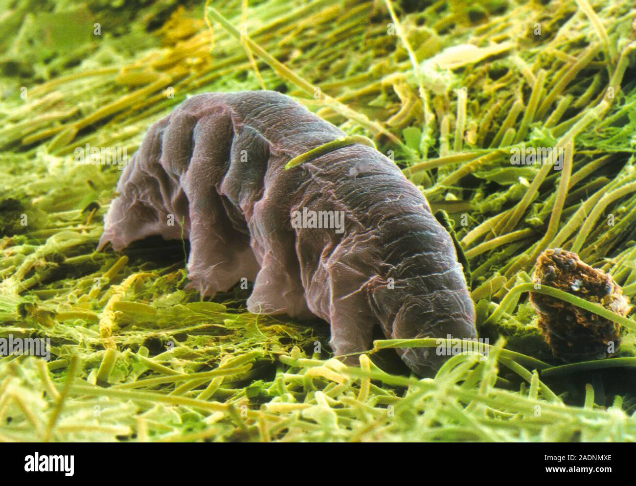 Tardigrade. Coloured scanning electron micrograph (SEM) of a marine ...