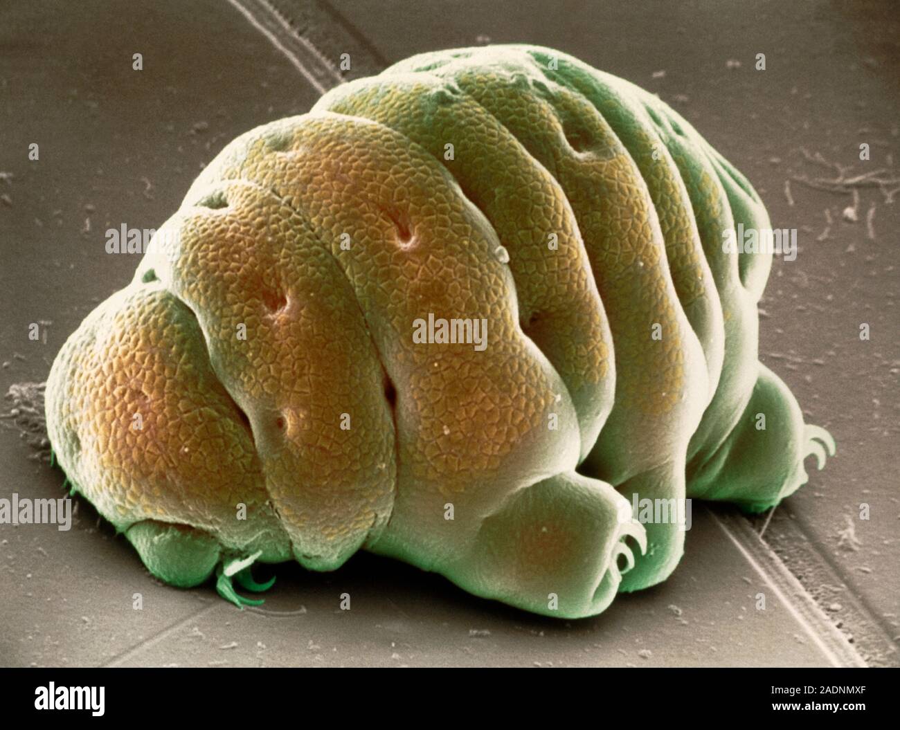 Tardigrade. Coloured scanning electron micrograph (SEM) of Macrobiotus ...