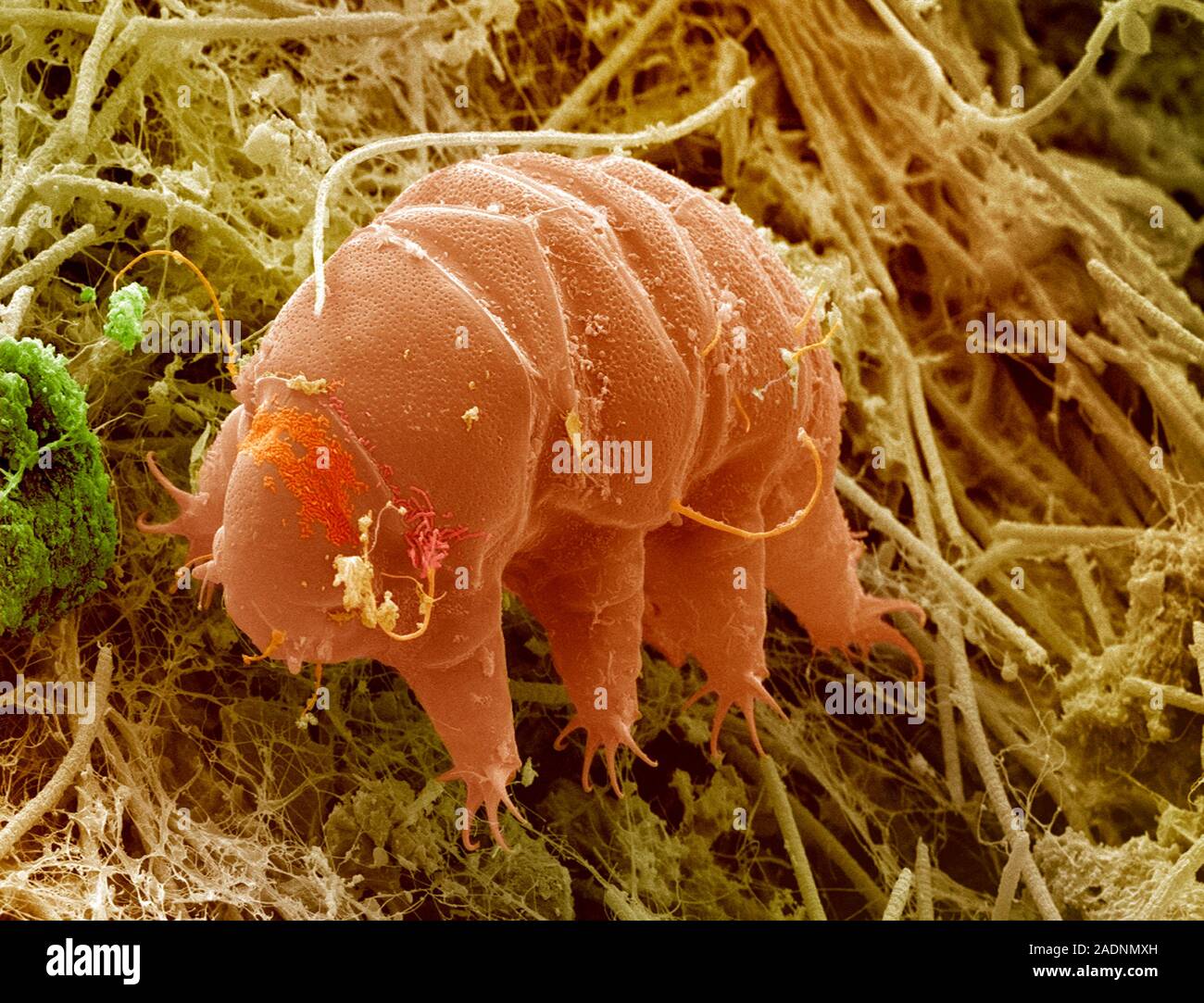 Tardigrade. Coloured scanning electron micrograph (SEM) of a marine ...