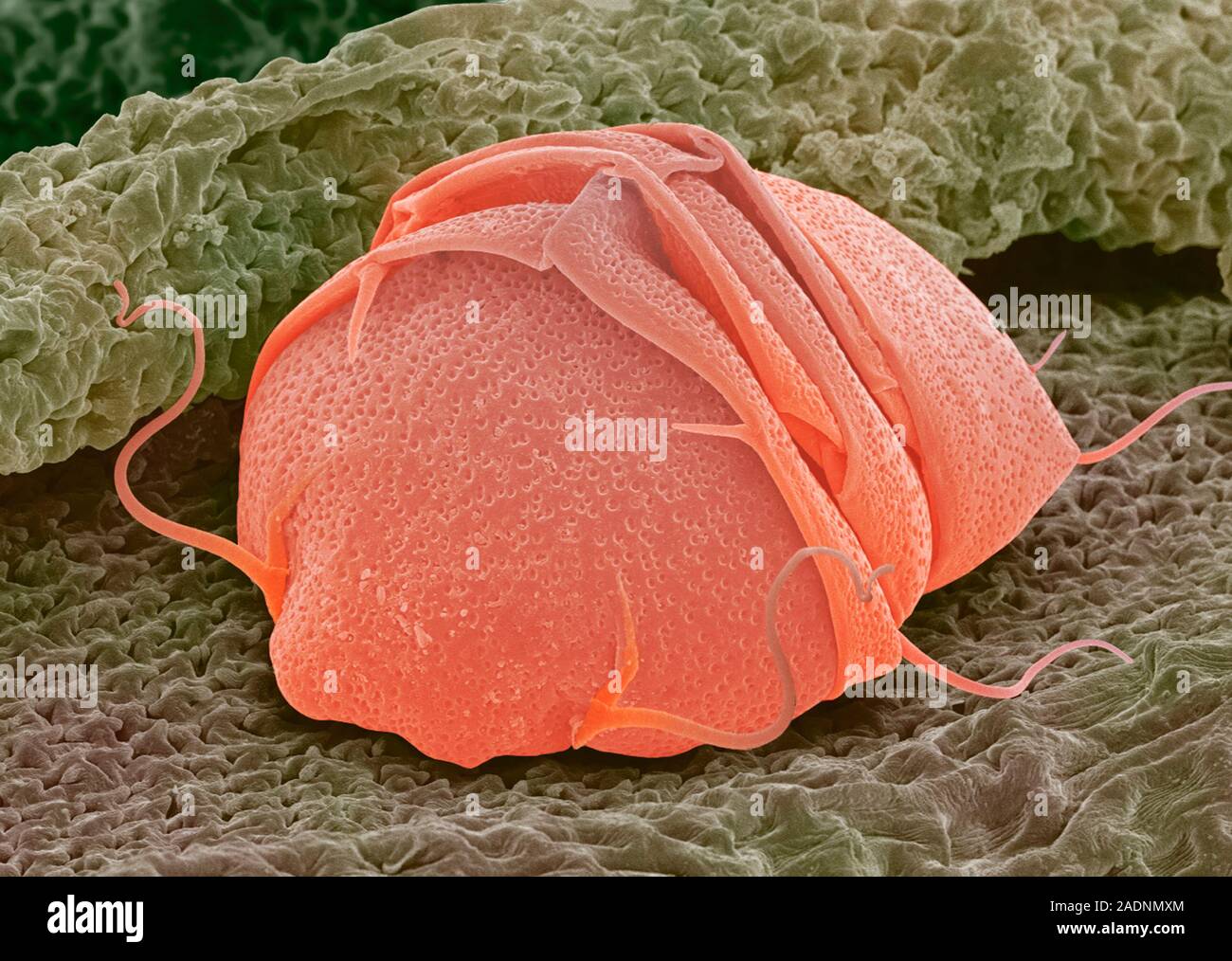 Tardigrade. Coloured scanning electron micrograph (SEM) of a tardigrade ...