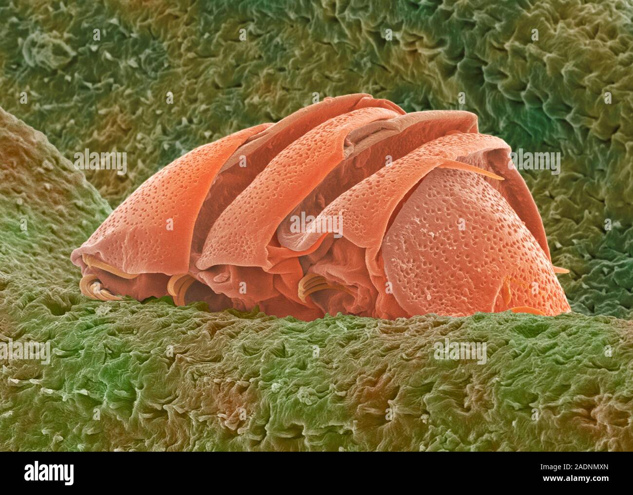 Tardigrade Coloured Scanning Electron Micrograph Sem Of A Tardigrade