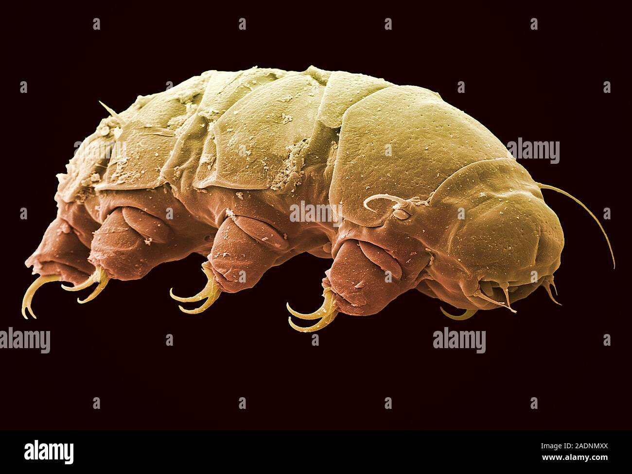 Water bear. Coloured scanning electron micrograph (SEM) of a freshwater ...