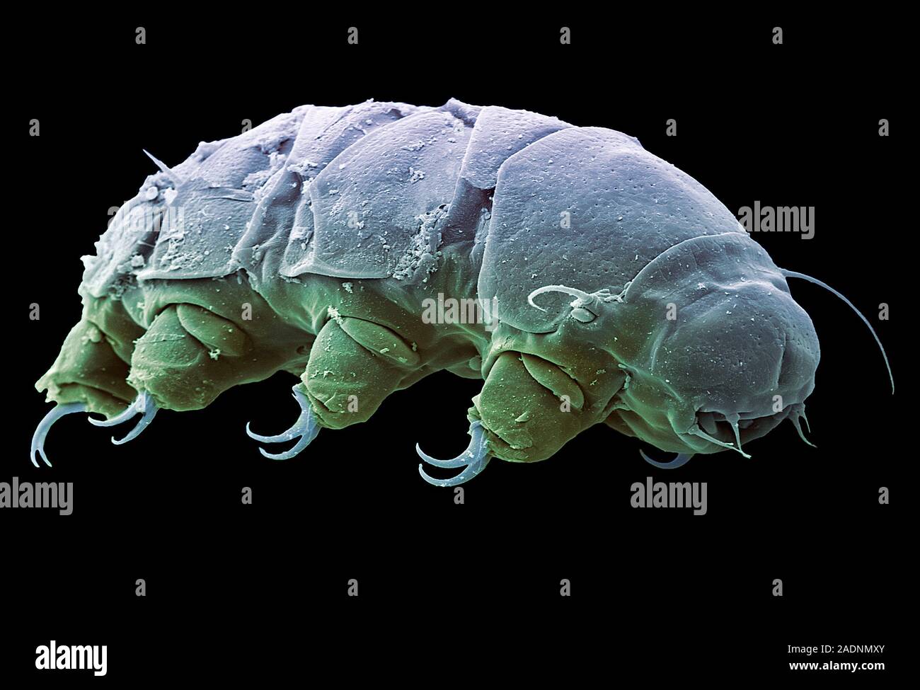 Water bear. Coloured scanning electron micrograph (SEM) of a freshwater ...