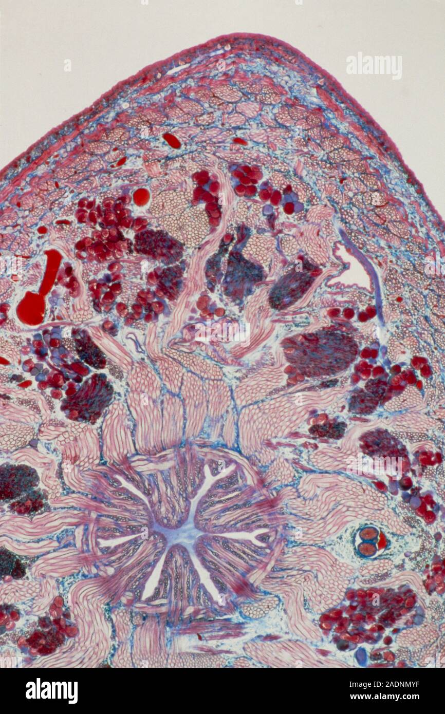 Light micrograph of a tranverse section through a medicinal leech ...