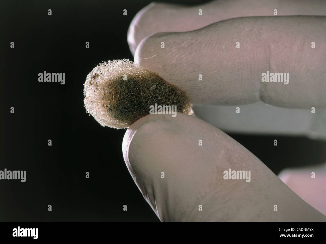 Leech cocoon. Gloved hand holding an egg cocoon of the medicinal leech ...