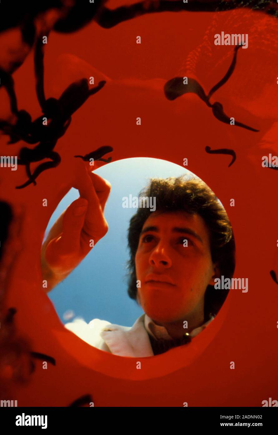 Leech farm. Researcher selects medicinal leeches, Hirudo medicinalis ...