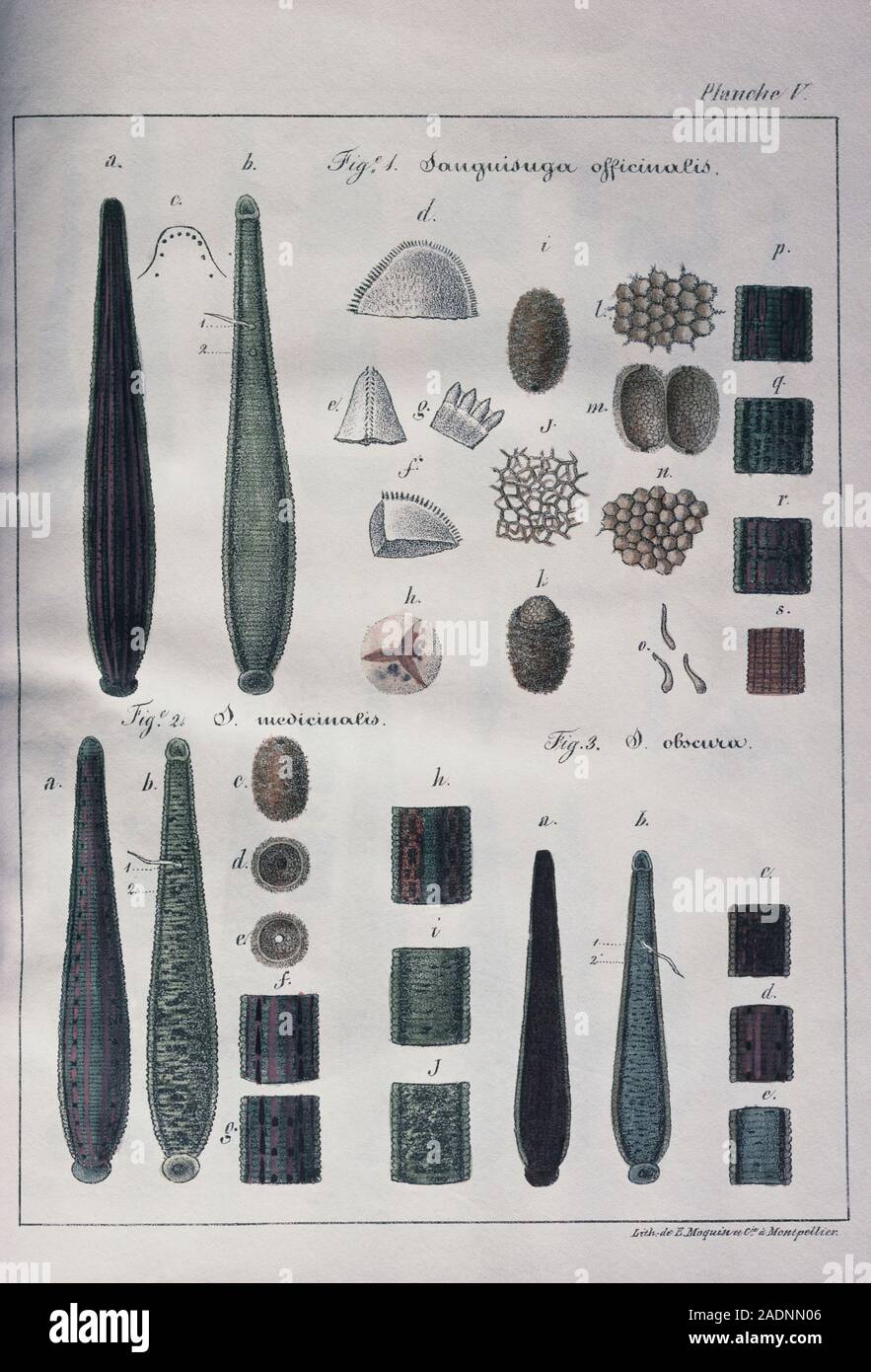 Leech. Historical artworks of three species of leech in the Sanguisuga ...