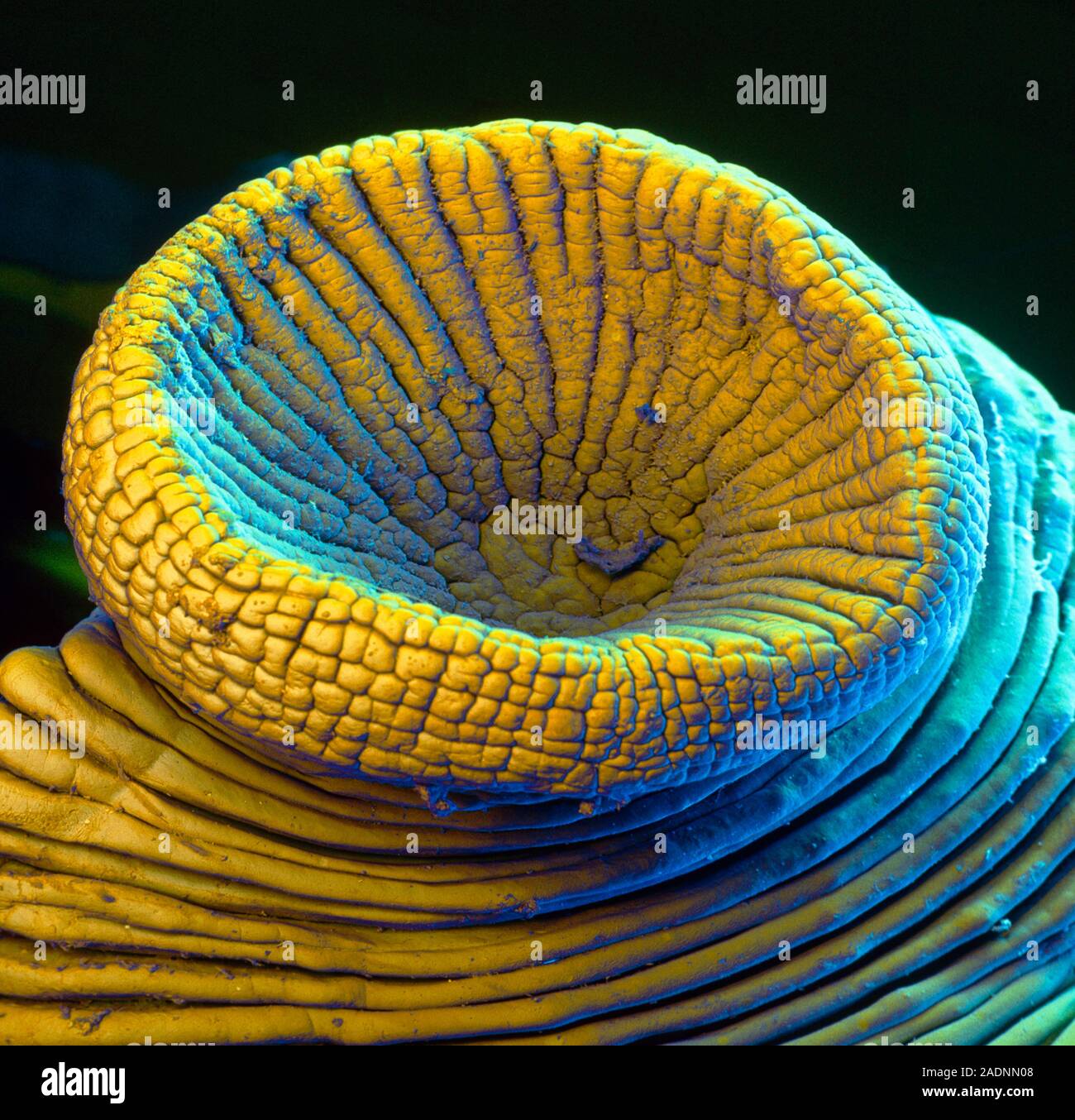 Leech sucker. Coloured scanning electron micro- graph (SEM) of the rear ...