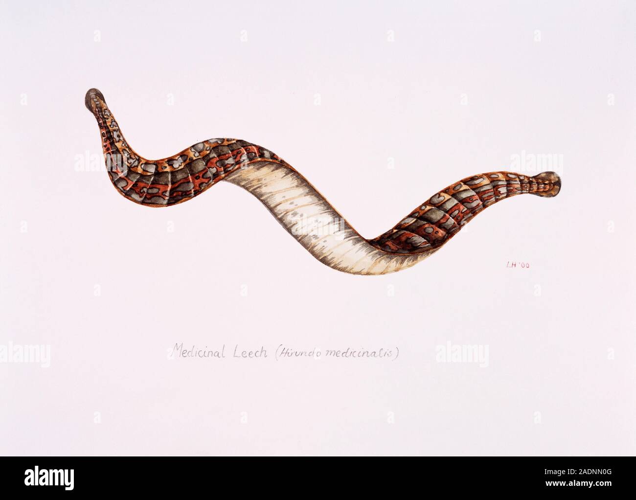 Medicinal leech (Hirudo medicinalis officinalis), artwork. This leech ...