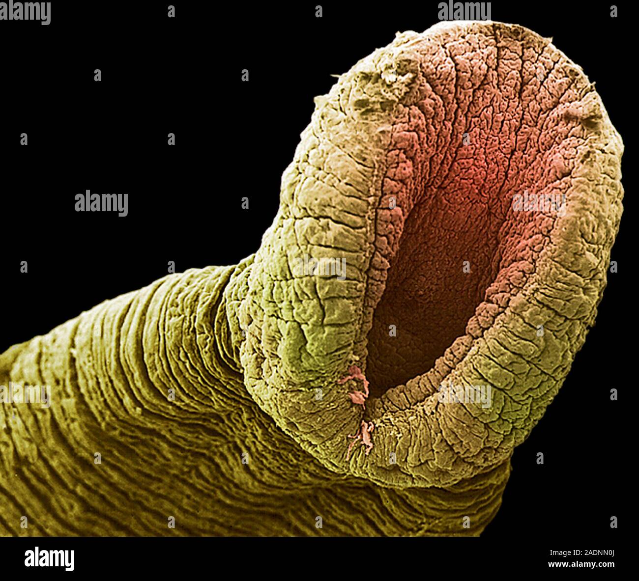 Freshwater leech's rear sucker. Coloured scanning electron micrograph ...