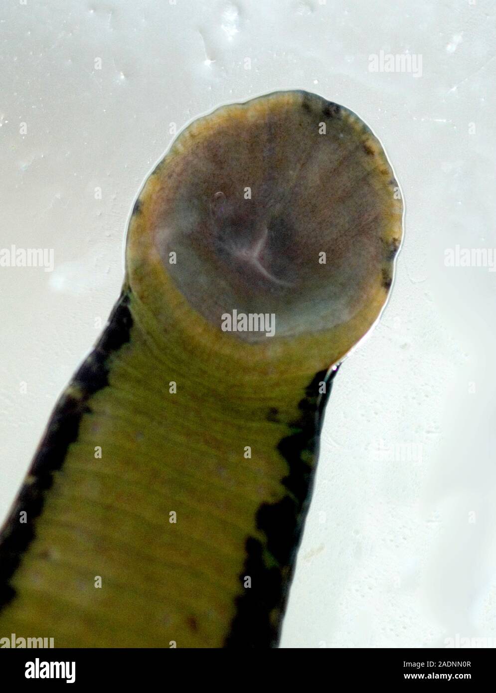 Medicinal leech (Hirudo medicinalis) in a tank of water. Leeches are ...