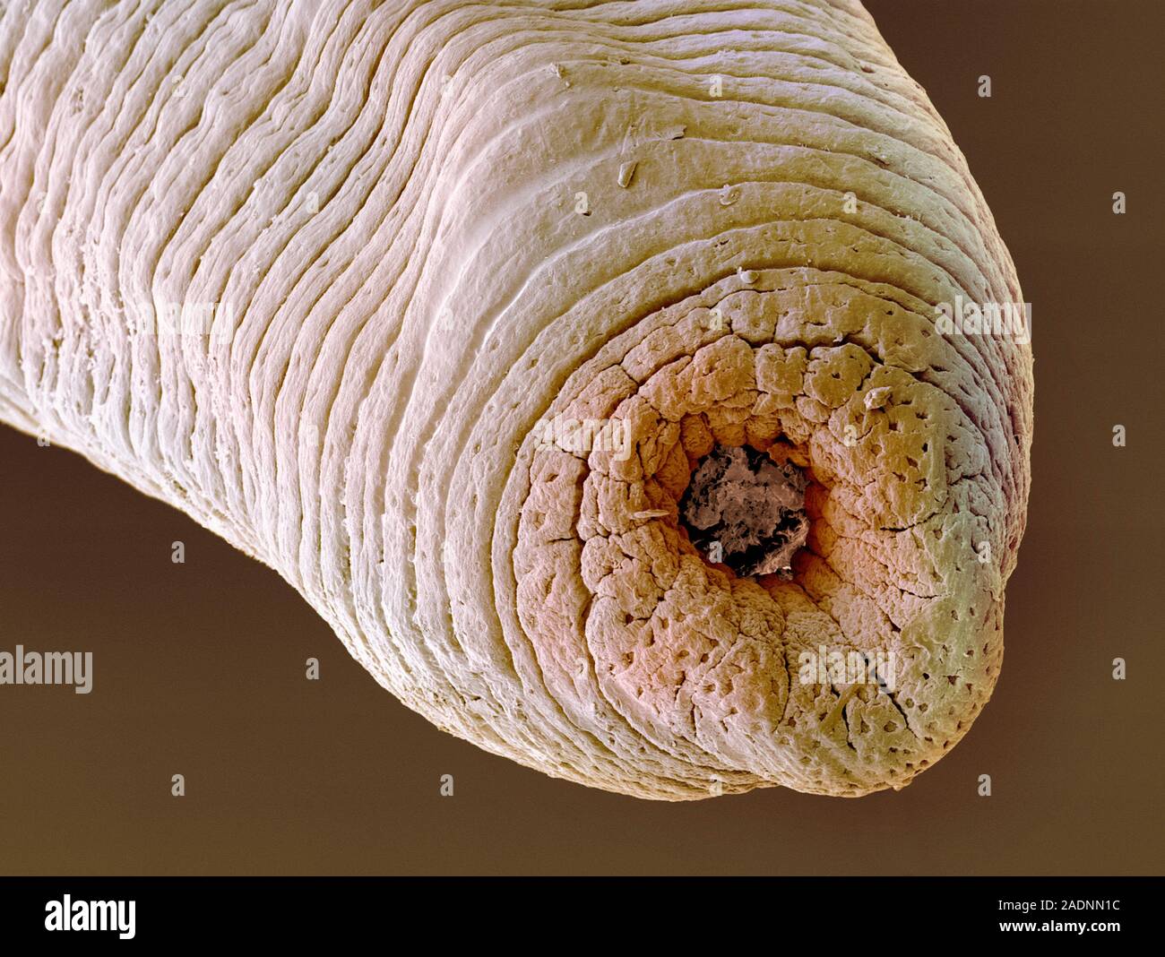 Freshwater leech's head sucker. Coloured scanning electron micrograph ...