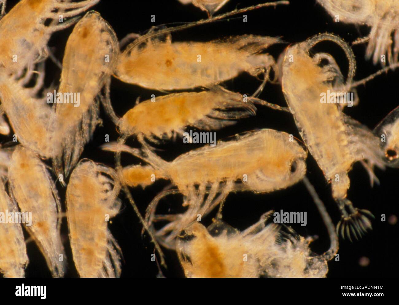 Light micrograph of an assortment of species of marine zooplankton ...