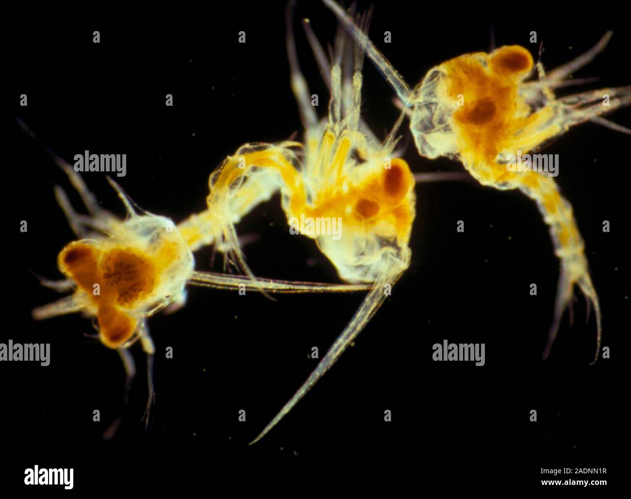 Light micrograph in dark field illumination of larvae of the Shore Crab ...