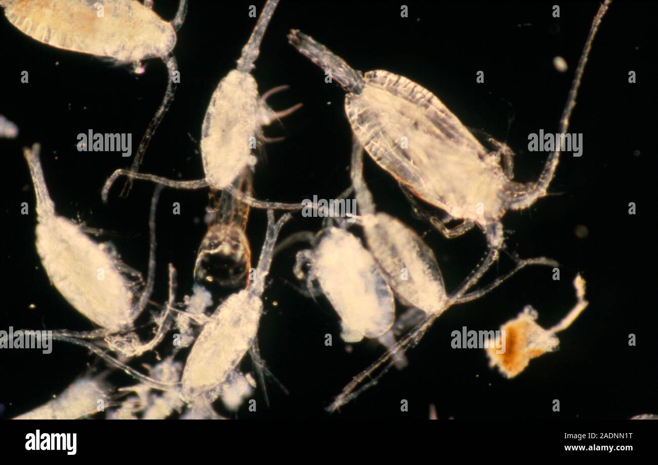 Light micrograph in dark field illumination of a variety of crustacean ...